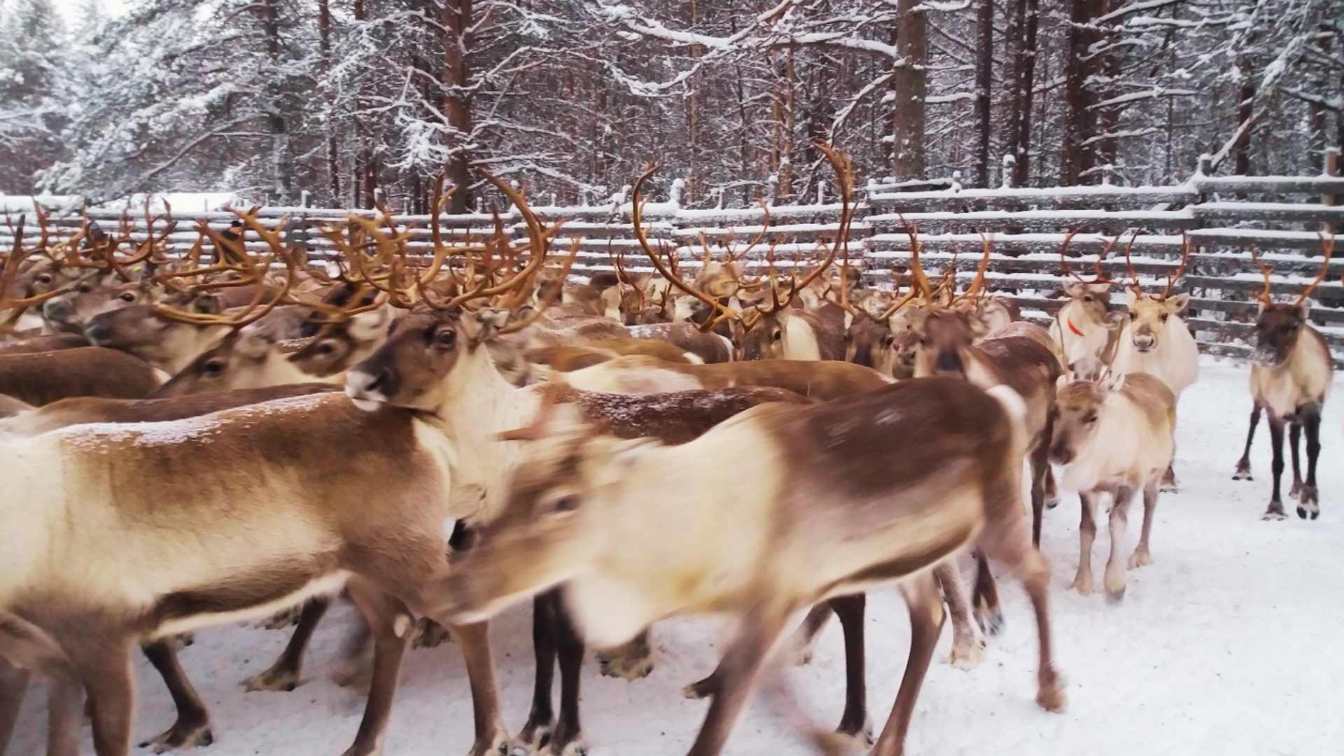 These Legs Are Made For Walking: How Finnish Reindeer Leg Skins Entered ...