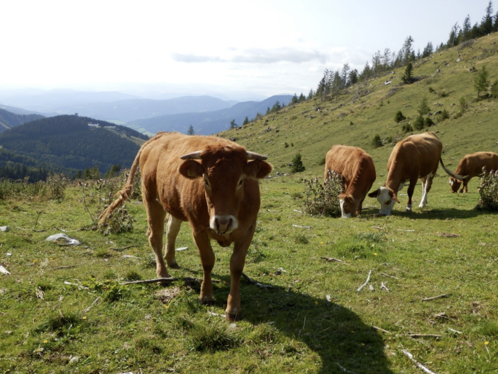 A Deep Dive into Supporting Resilience of Mountain Farming in Austria ...